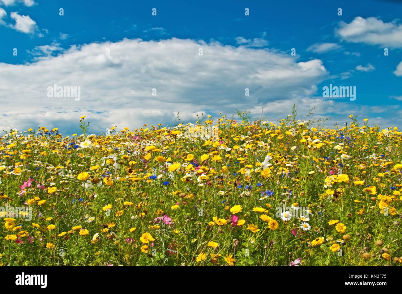 Flower meadow germany hi-res stock photography and images - Alamy