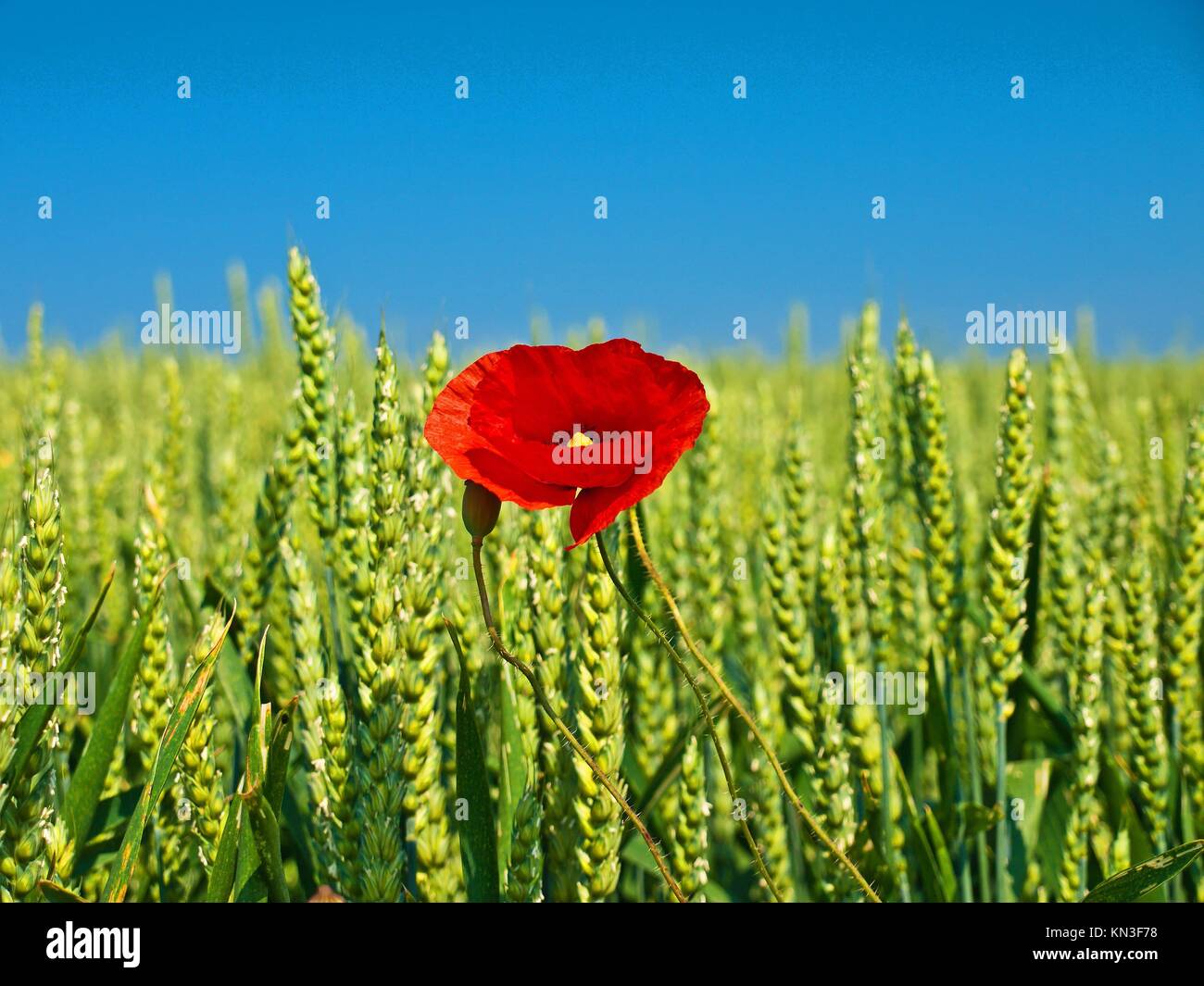 Pure poppy hi-res stock photography and images - Alamy