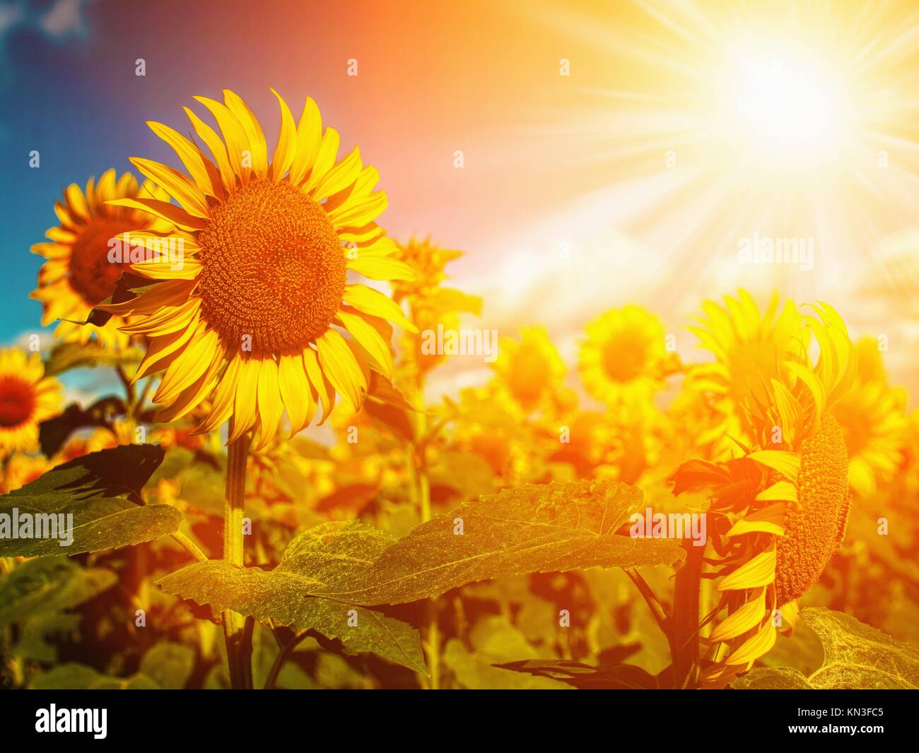 Happy Meadow. Sunflowers field under golden summer sun Stock Photo - Alamy