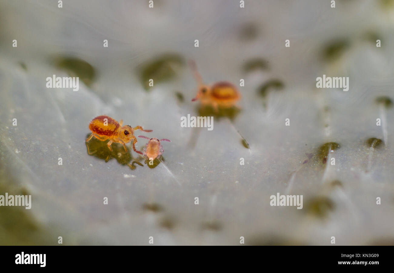 Sminthurides malmgreni globular springtails on the edge of a garden ...