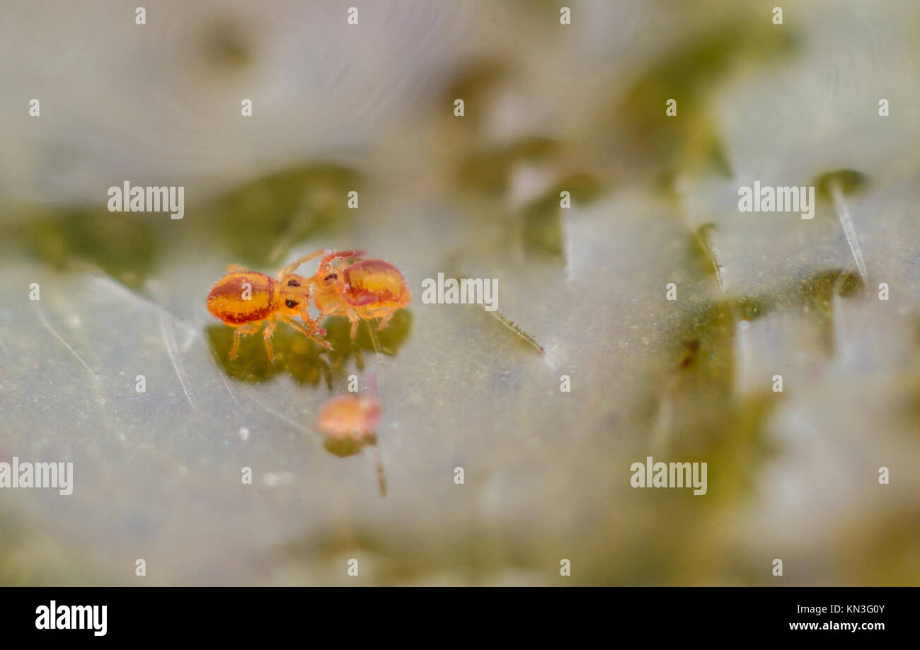 Sminthurides malmgreni globular springtails on the edge of a garden ...