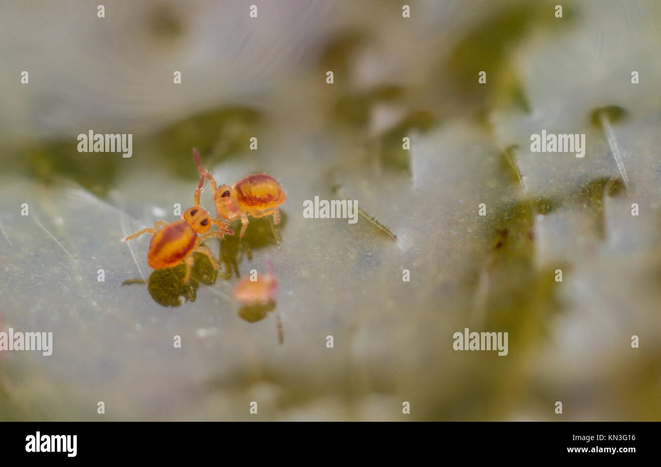 Water springtails hi-res stock photography and images - Alamy