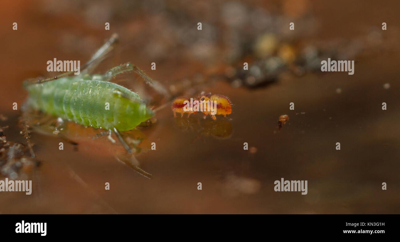 Sminthurides malmgreni globular springtails in courtship ritual on the ...