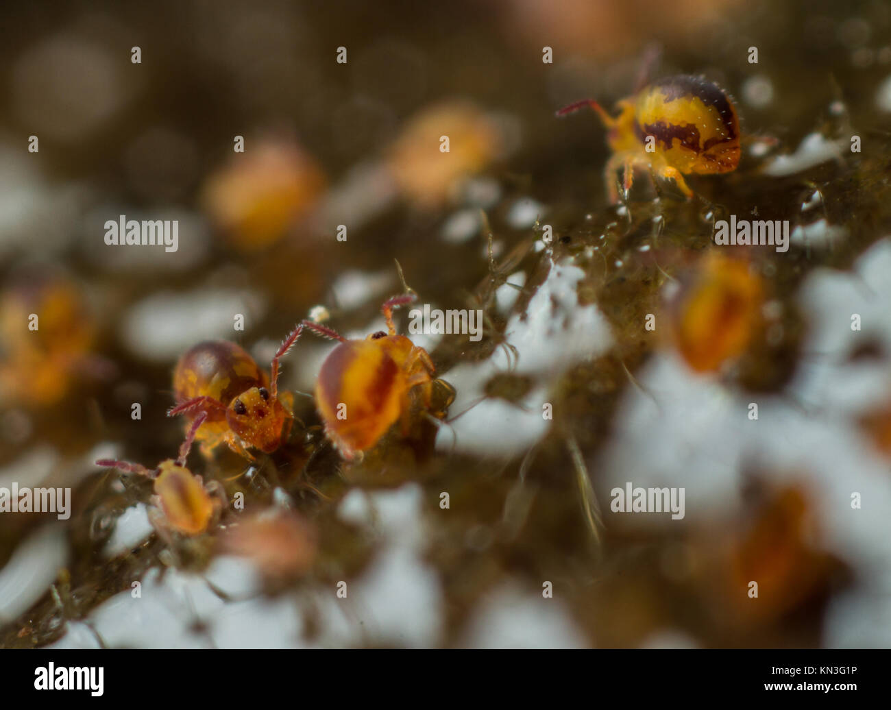 Springtail Insect High Resolution Stock Photography and Images - Alamy