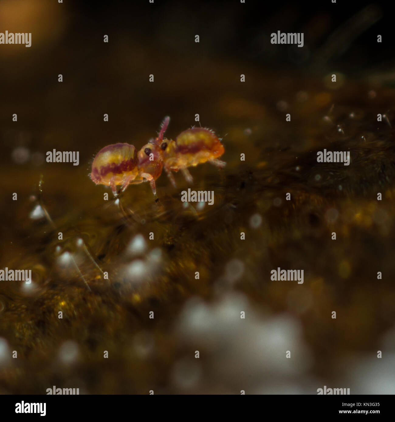Water springtails hi-res stock photography and images - Alamy