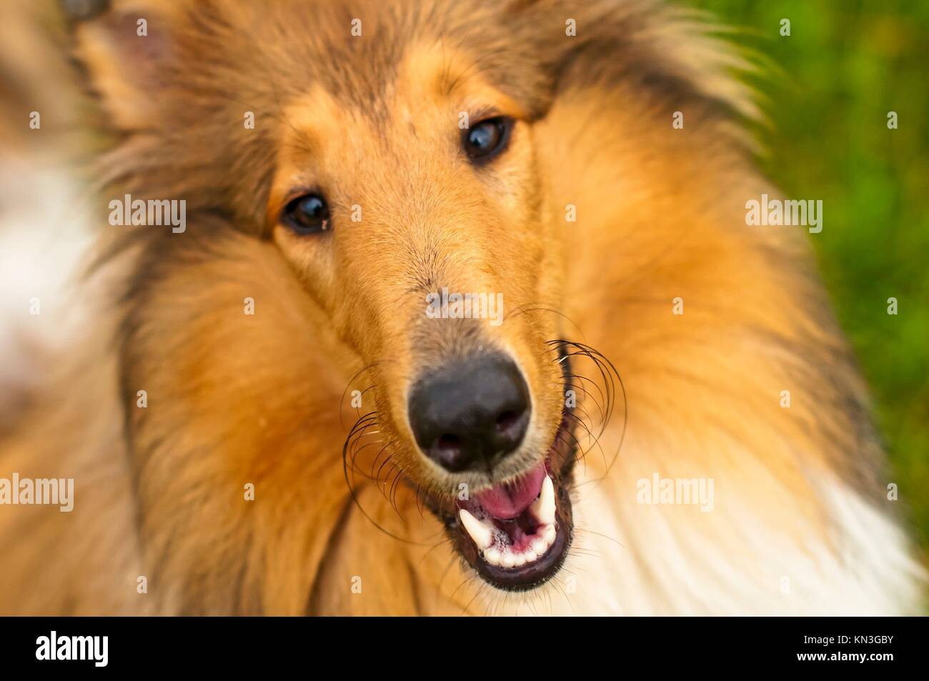 True bred hi-res stock photography and images - Alamy