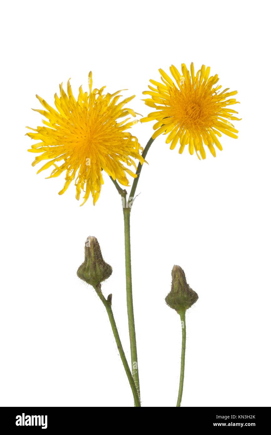 Autumn Hawkbit flowers on white background Stock Photo - Alamy