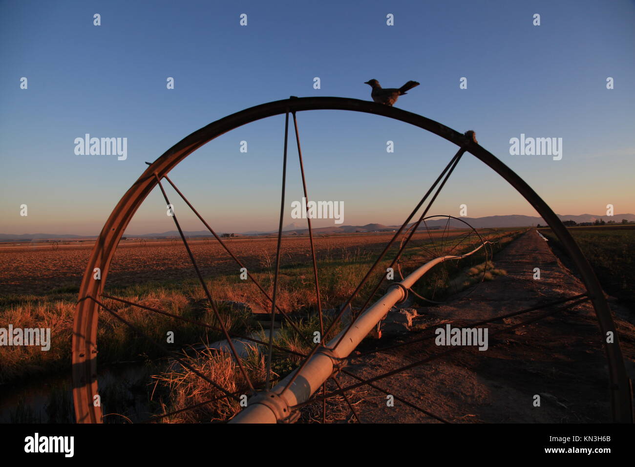 Bird on Wheel Stock Photo - Alamy