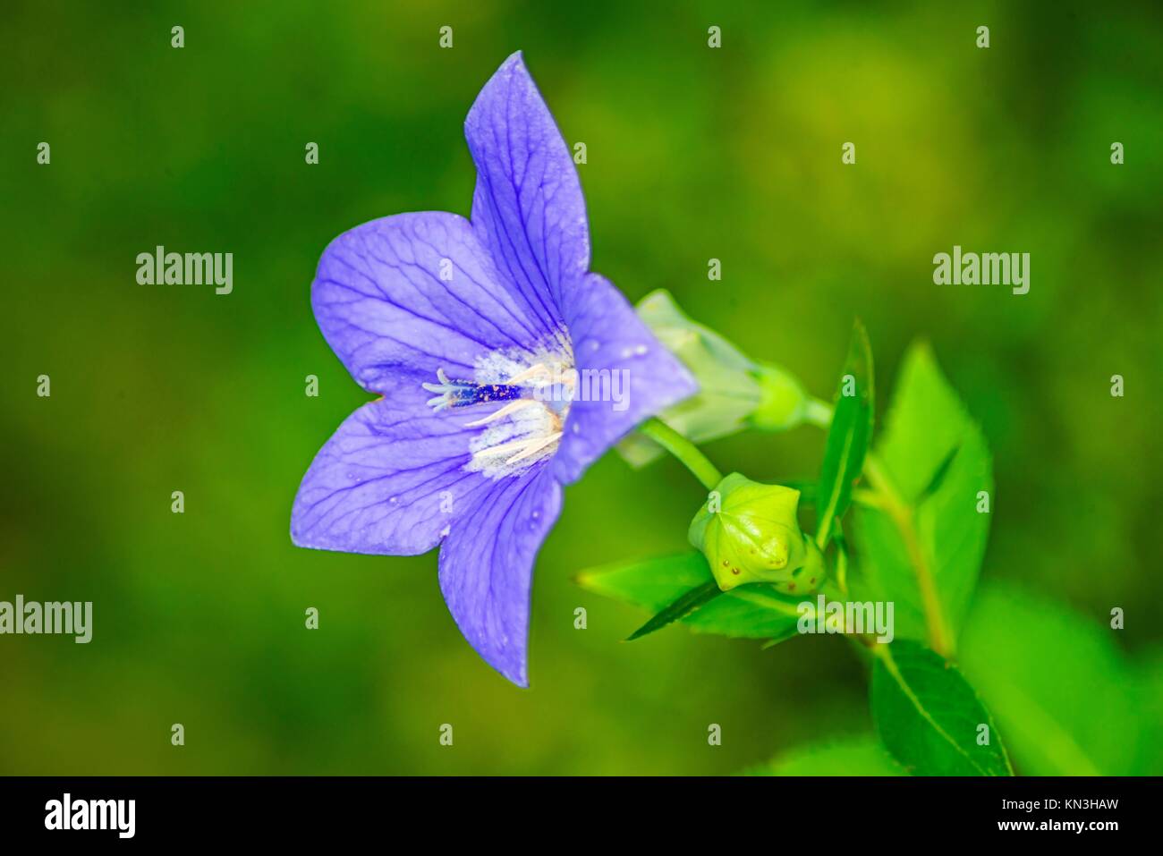 Platycodon Grandiflorum High Resolution Stock Photography and Images ...