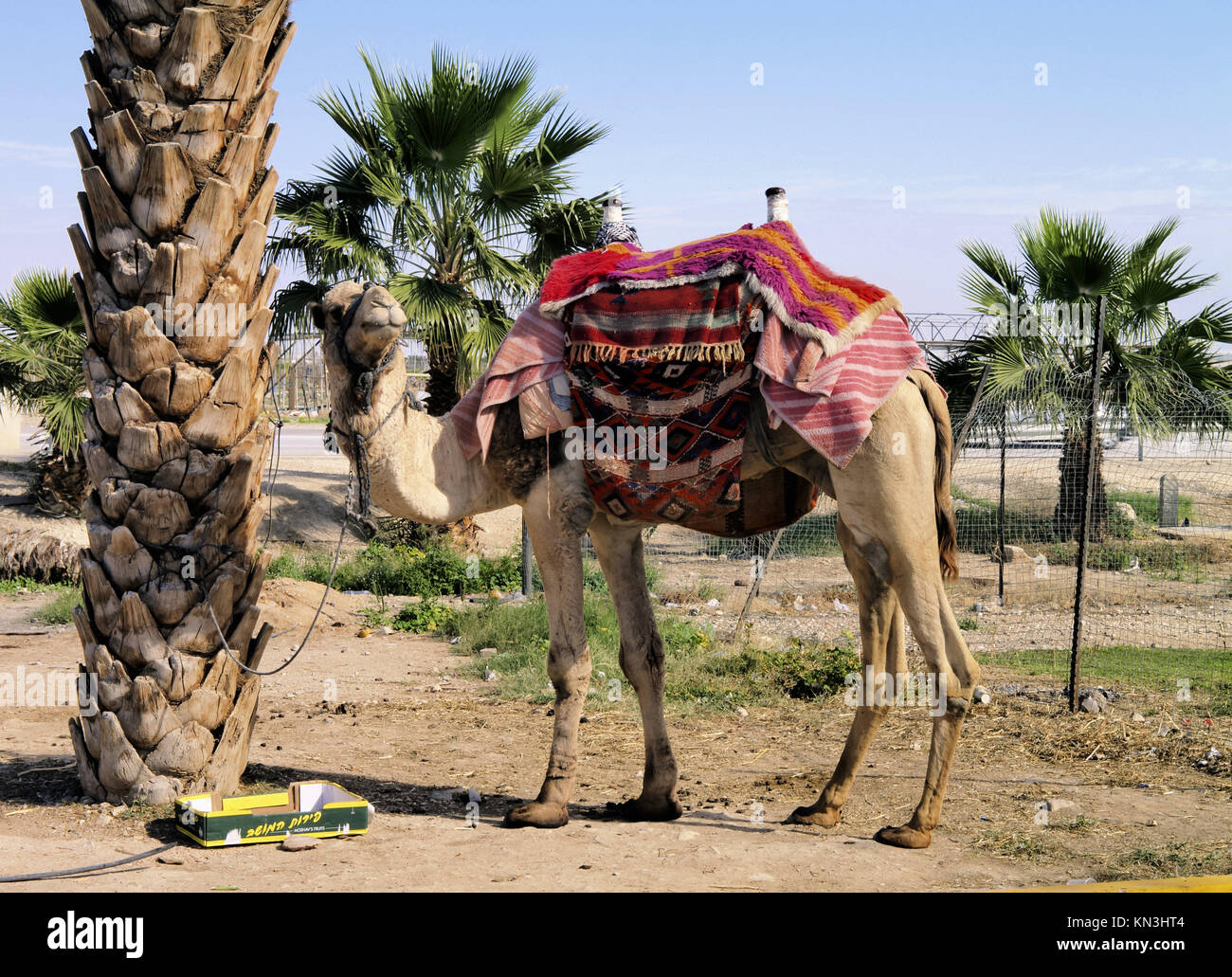 Camel riding israel hi-res stock photography and images - Alamy