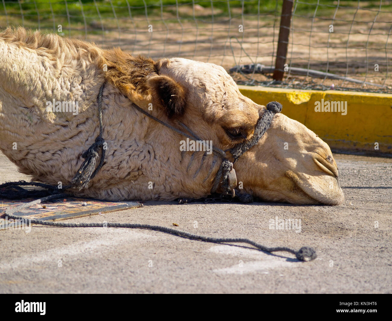 Camel sleeping hi-res stock photography and images - Alamy
