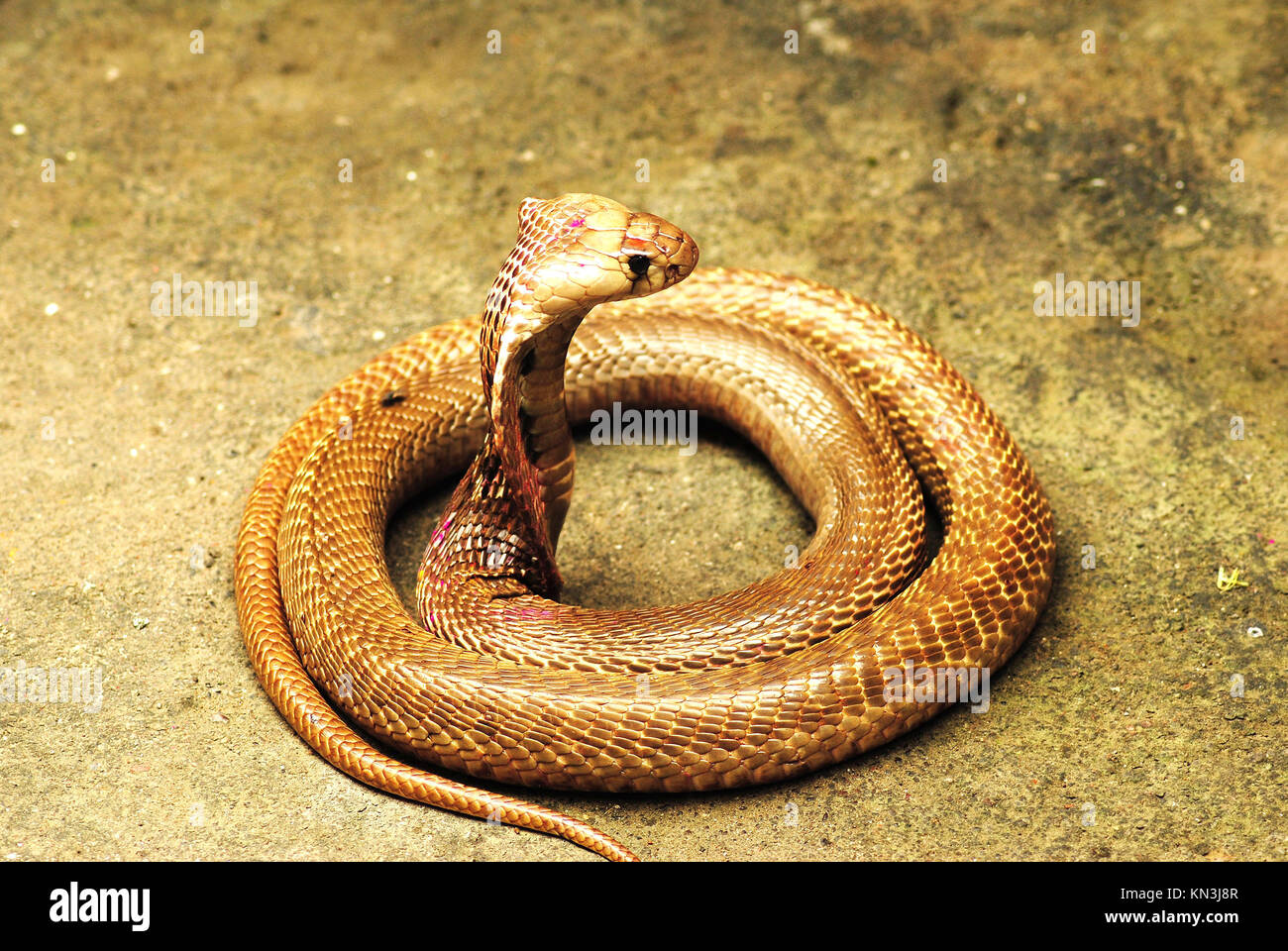 Indian Cobra Maharashtra High Resolution Stock Photography and Images ...
