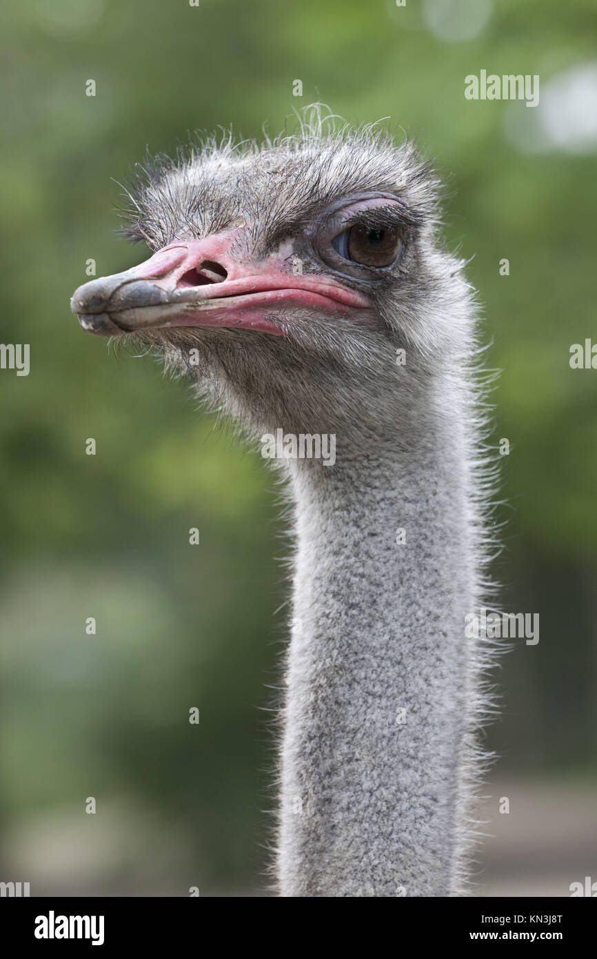 Common ostrich head hi-res stock photography and images - Alamy