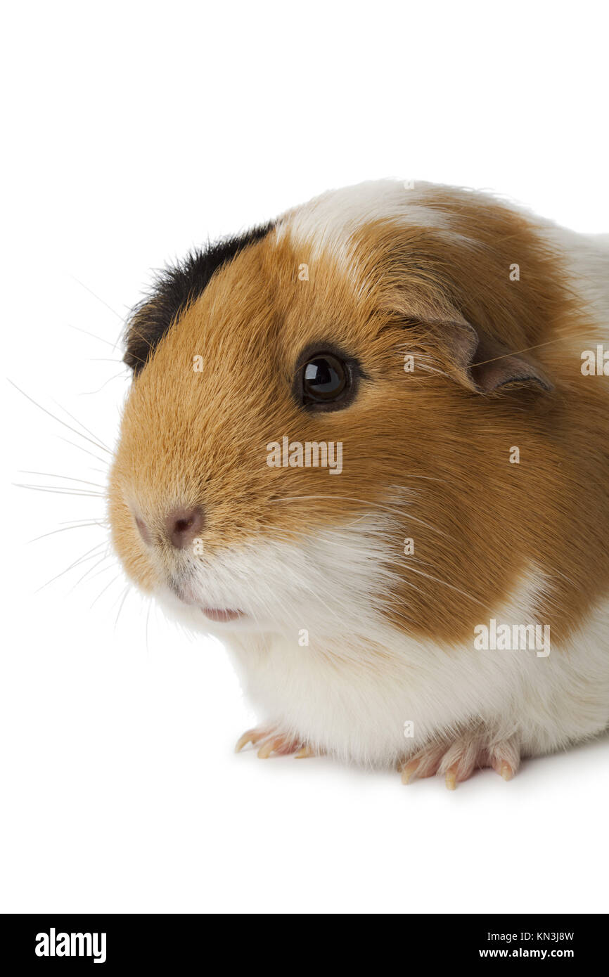 Guinea Pig Close Up High Resolution Stock Photography and Images - Alamy