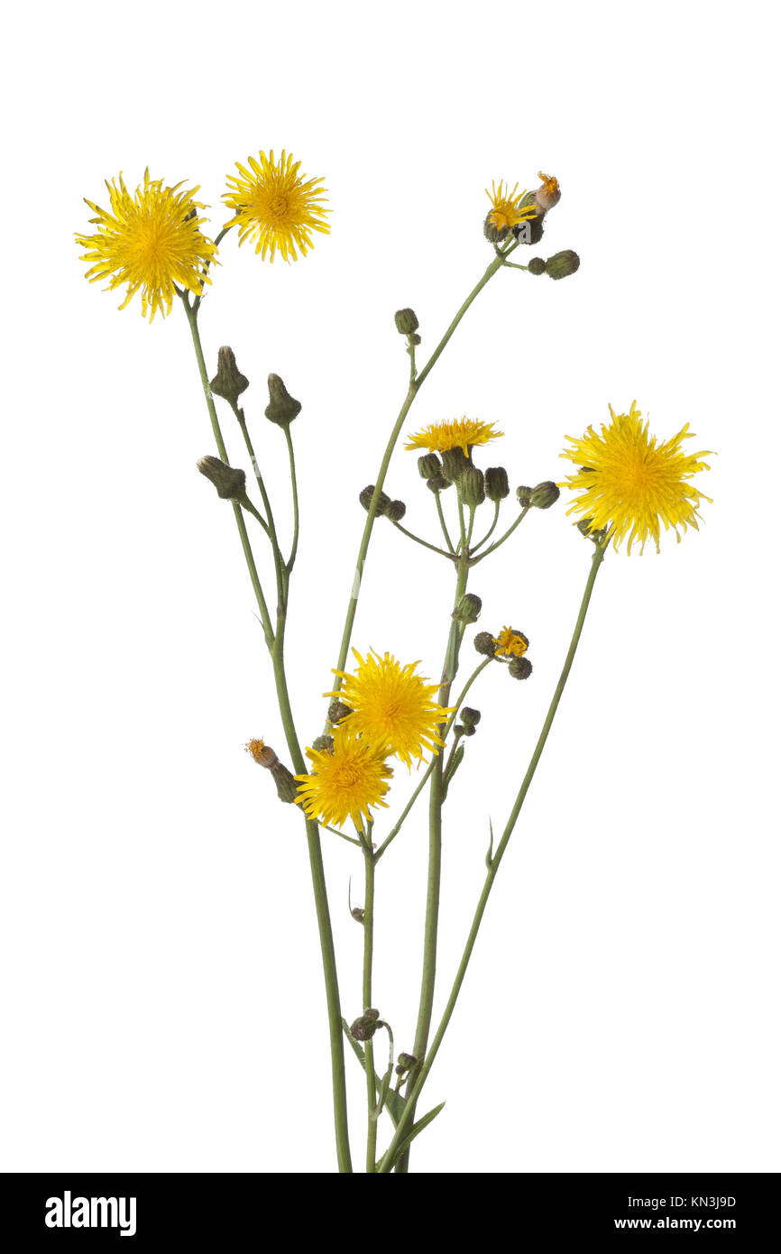Hawkbit High Resolution Stock Photography and Images - Alamy