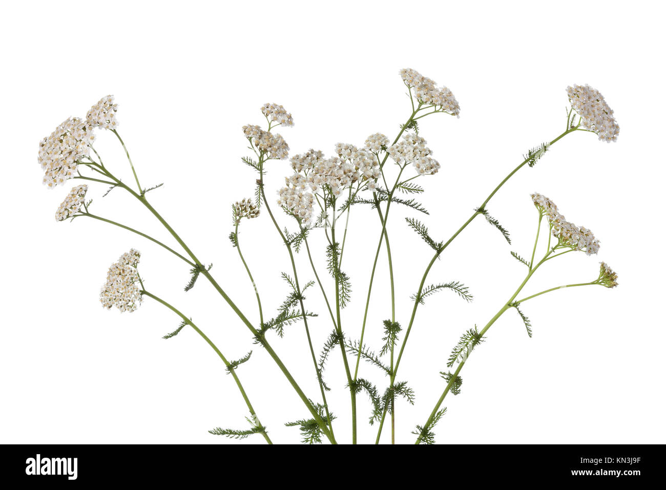 Yarrow leaf hi-res stock photography and images - Alamy