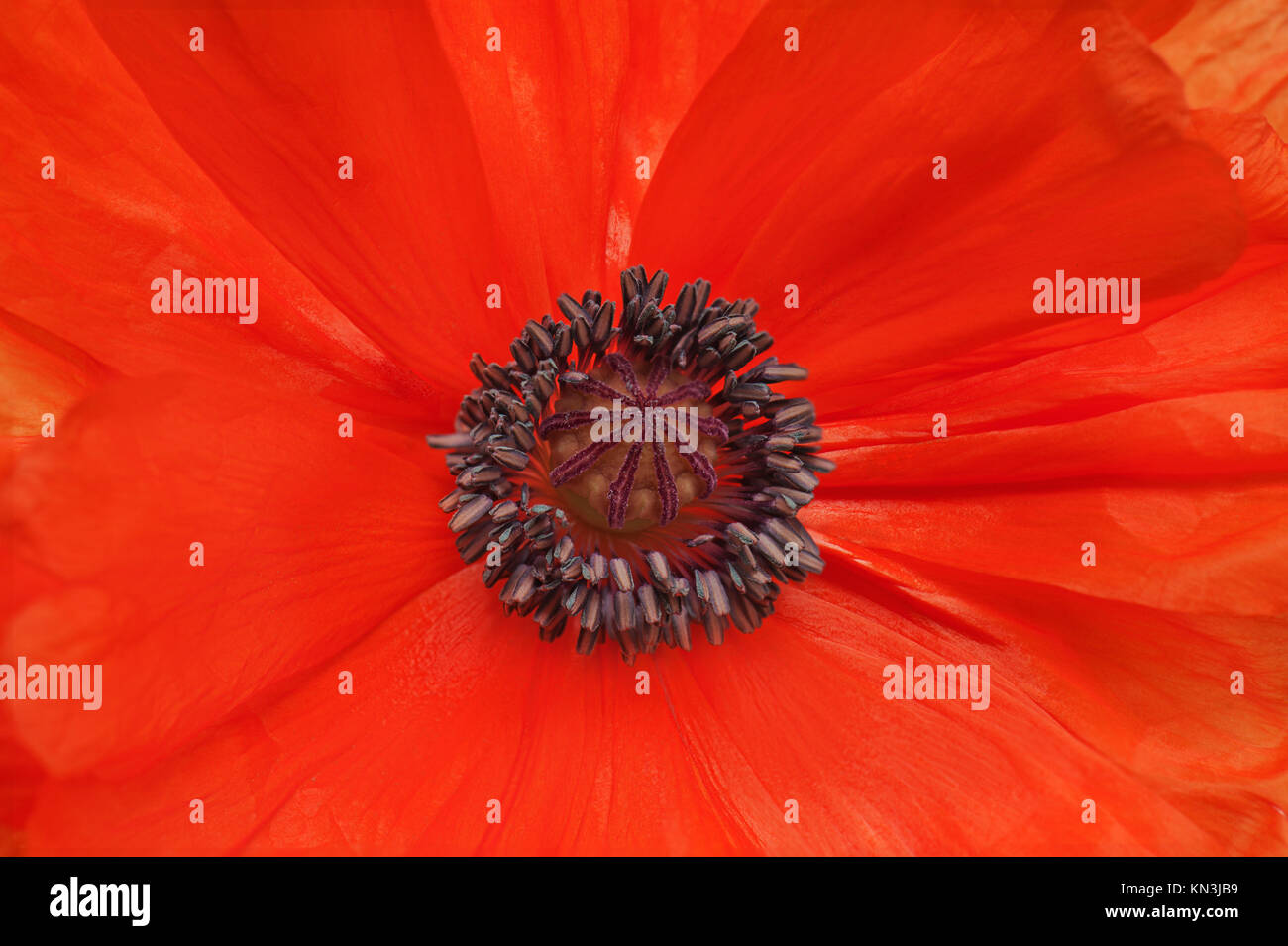 Macro shot of single red poppy Stock Photo - Alamy