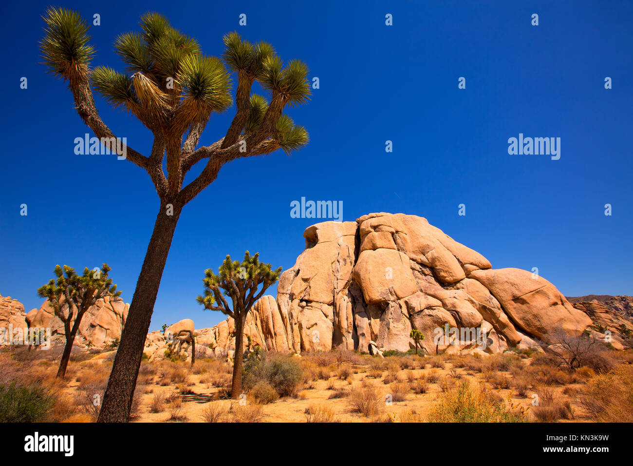 Joshua Tree National Park Yucca Valley in Mohave desert California USA ...