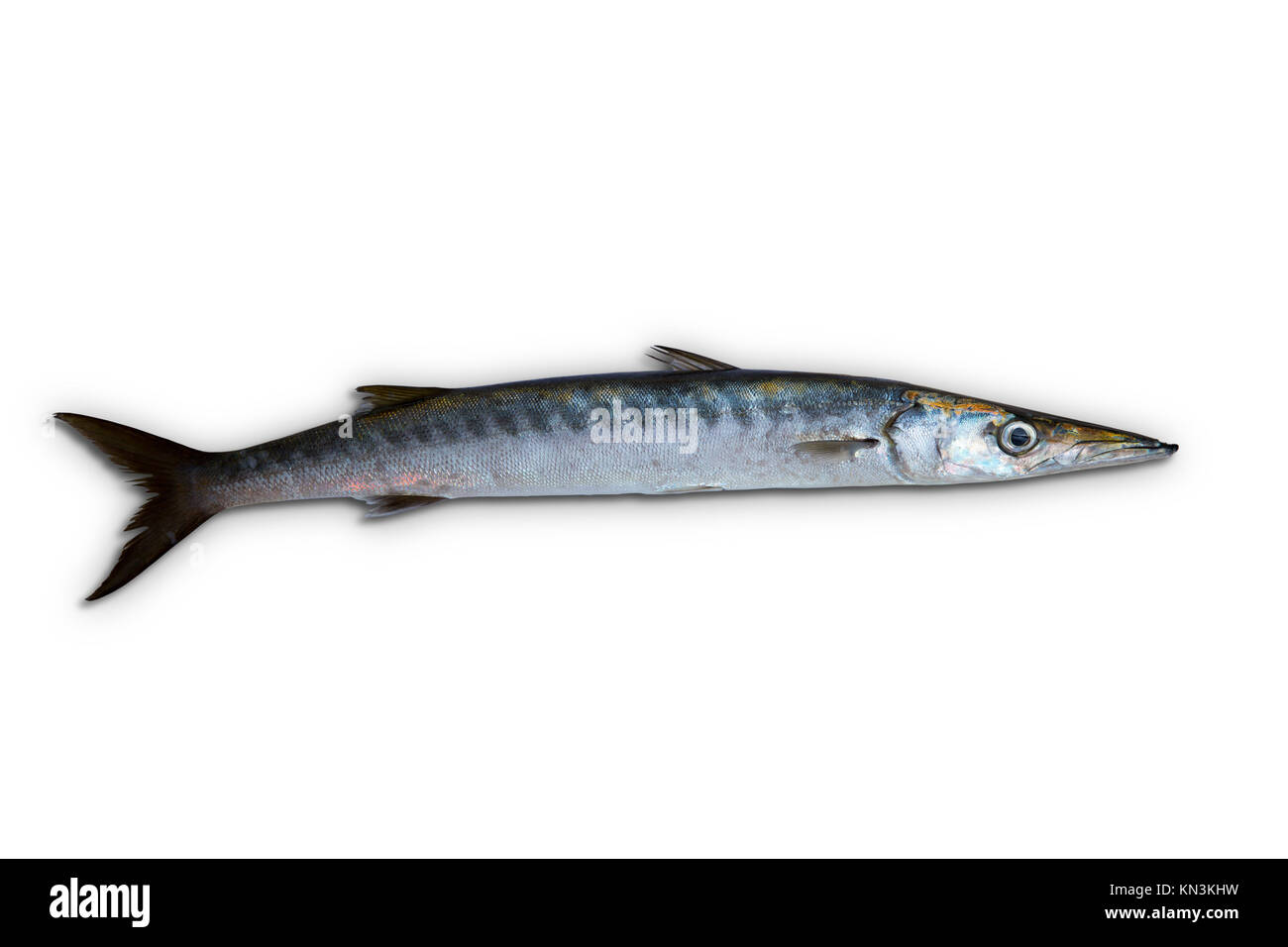 Small barracuda hi-res stock photography and images - Alamy