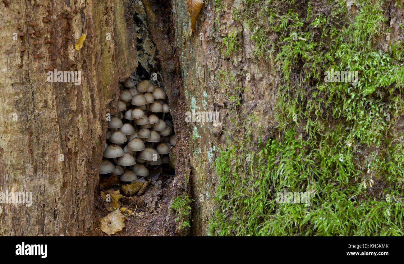 Old tree trunk almost with lots of fungus grows inside Stock Photo - Alamy