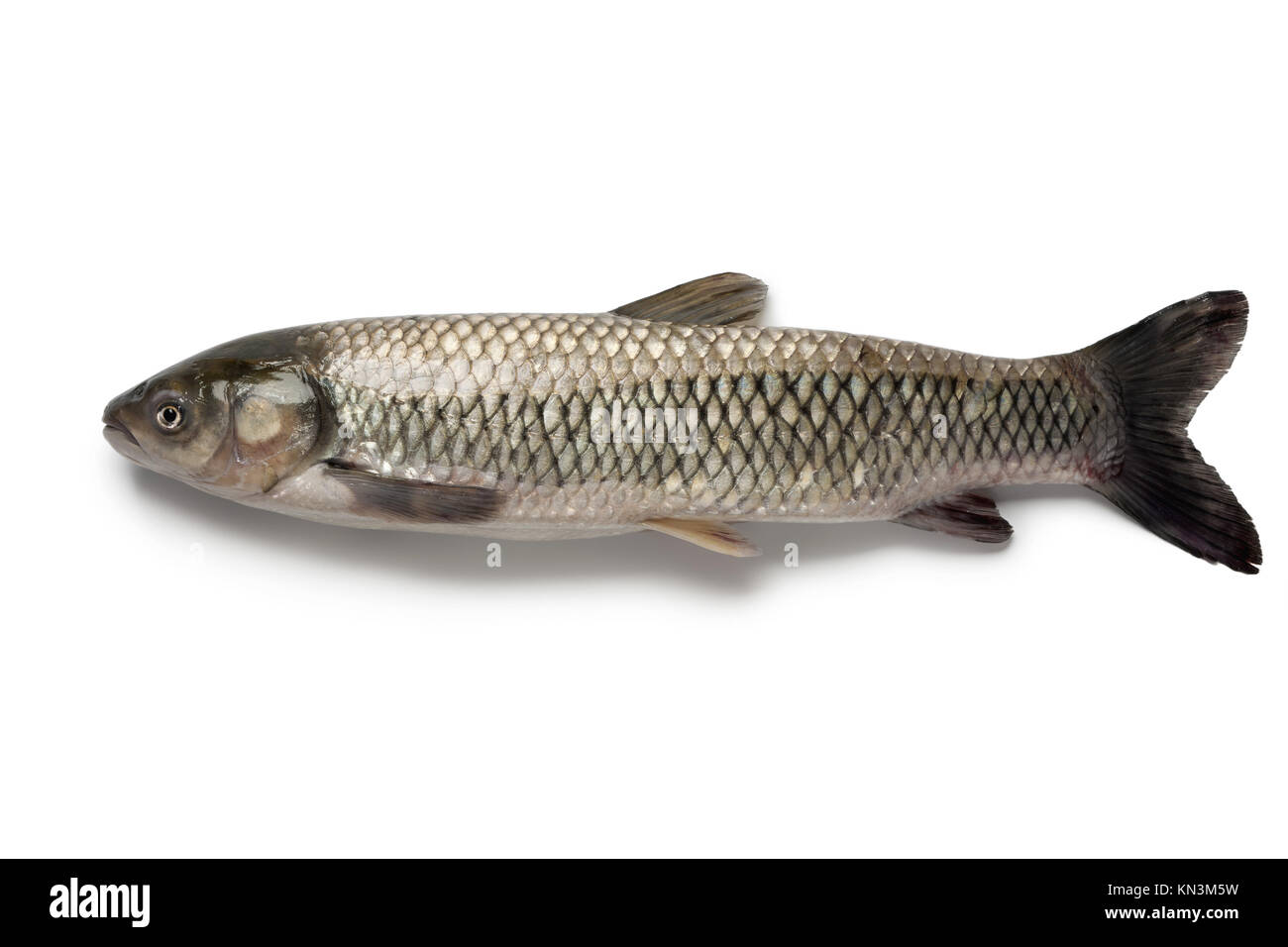 Amur carp Cut Out Stock Images & Pictures - Alamy