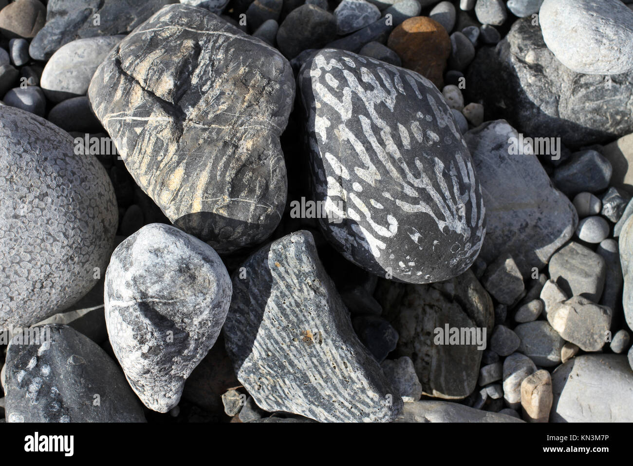 Fossils and rocks surround the banks of the Canning River at the Arctic ...