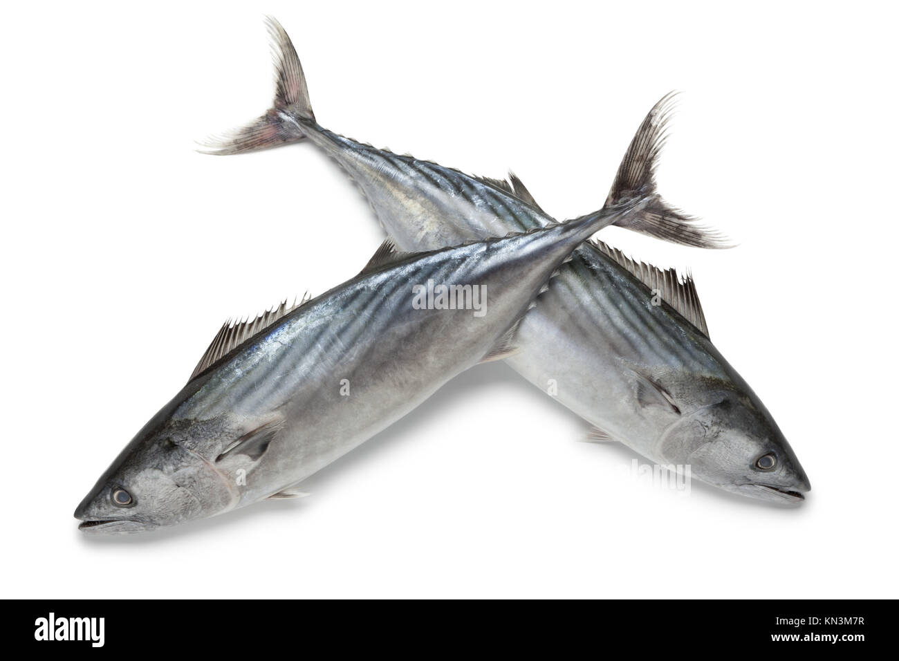Fresh bonito fishes at white background Stock Photo - Alamy