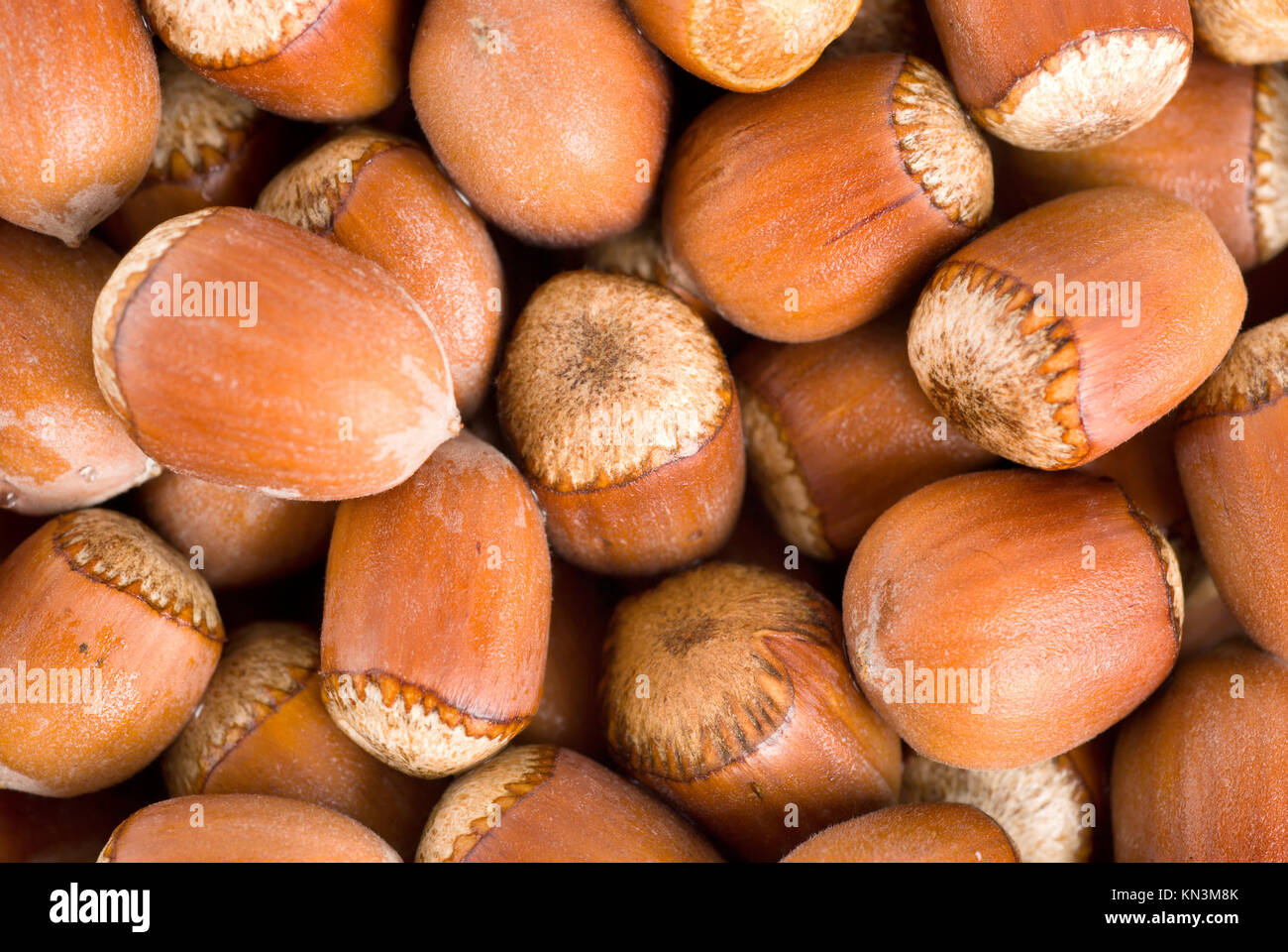 large group of forest ripe nuts. Background Stock Photo - Alamy