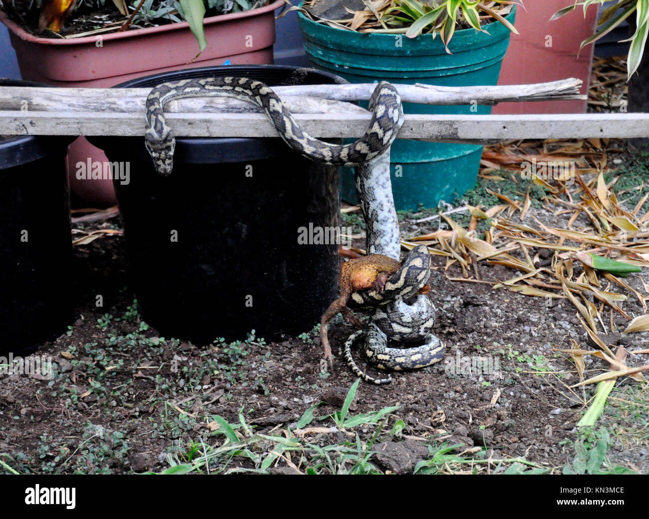 Snake squeezes cane toad hi-res stock photography and images - Alamy