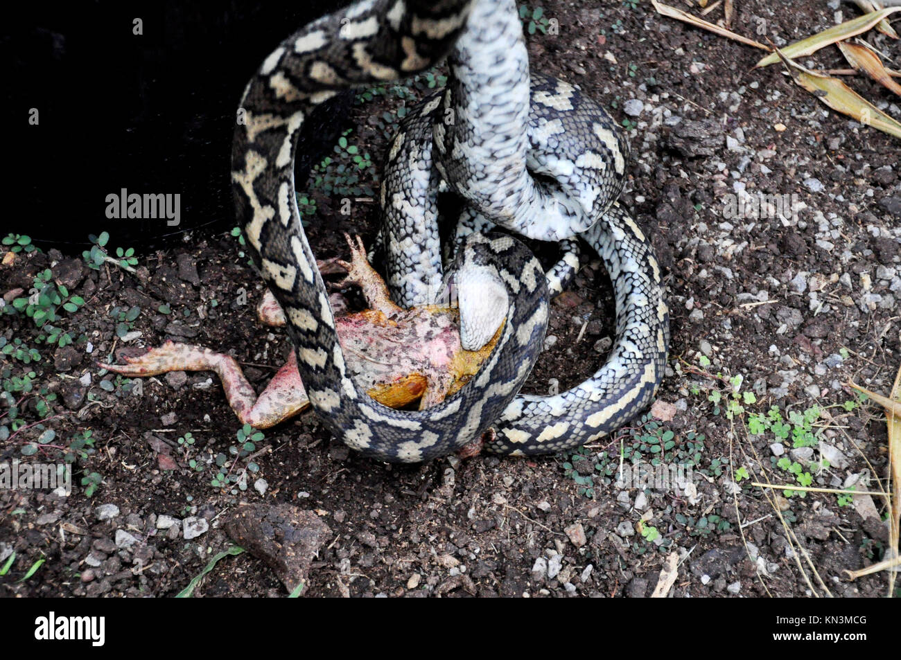 Snake squeezes cane toad hi-res stock photography and images - Alamy