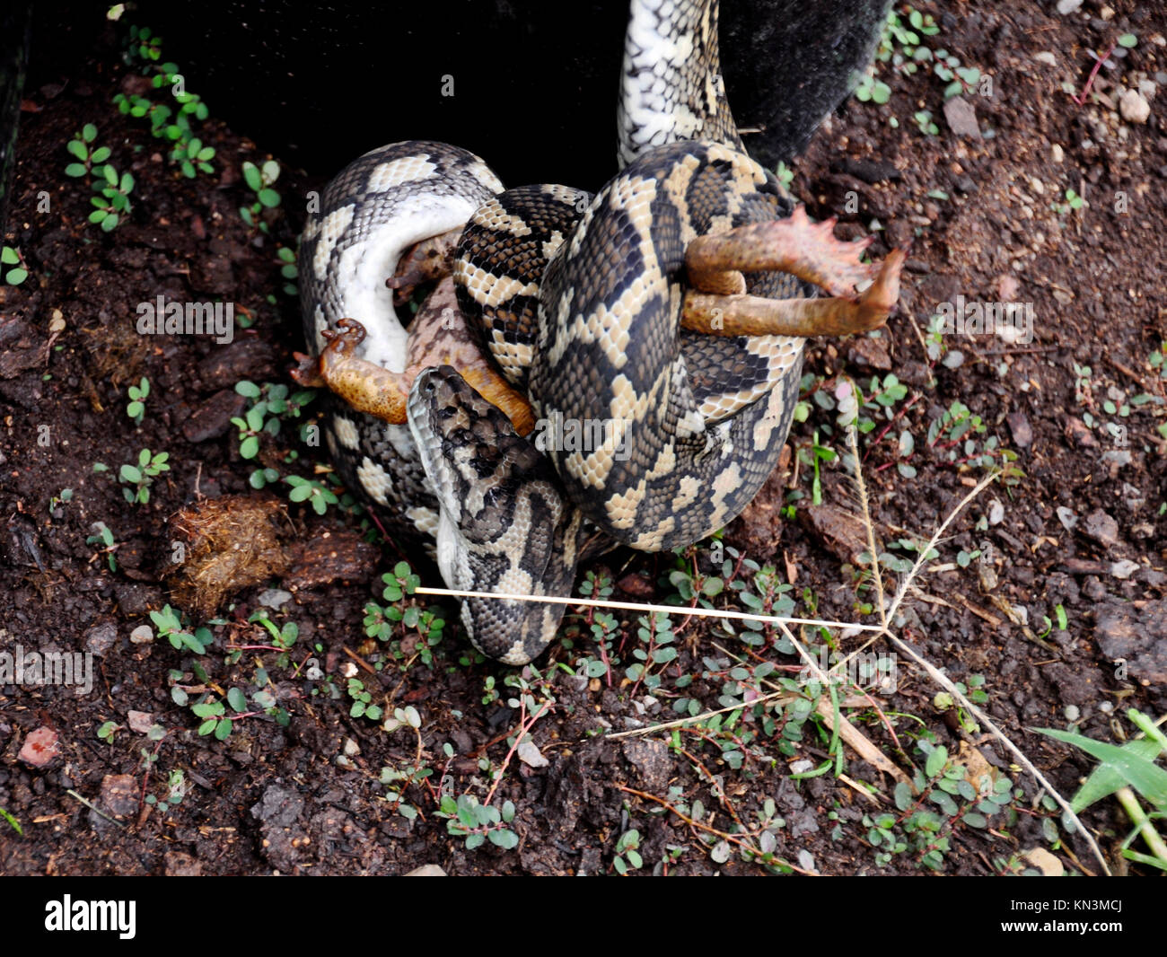 Australian carpet python morelia spilota killing canetoad bufo marinus ...