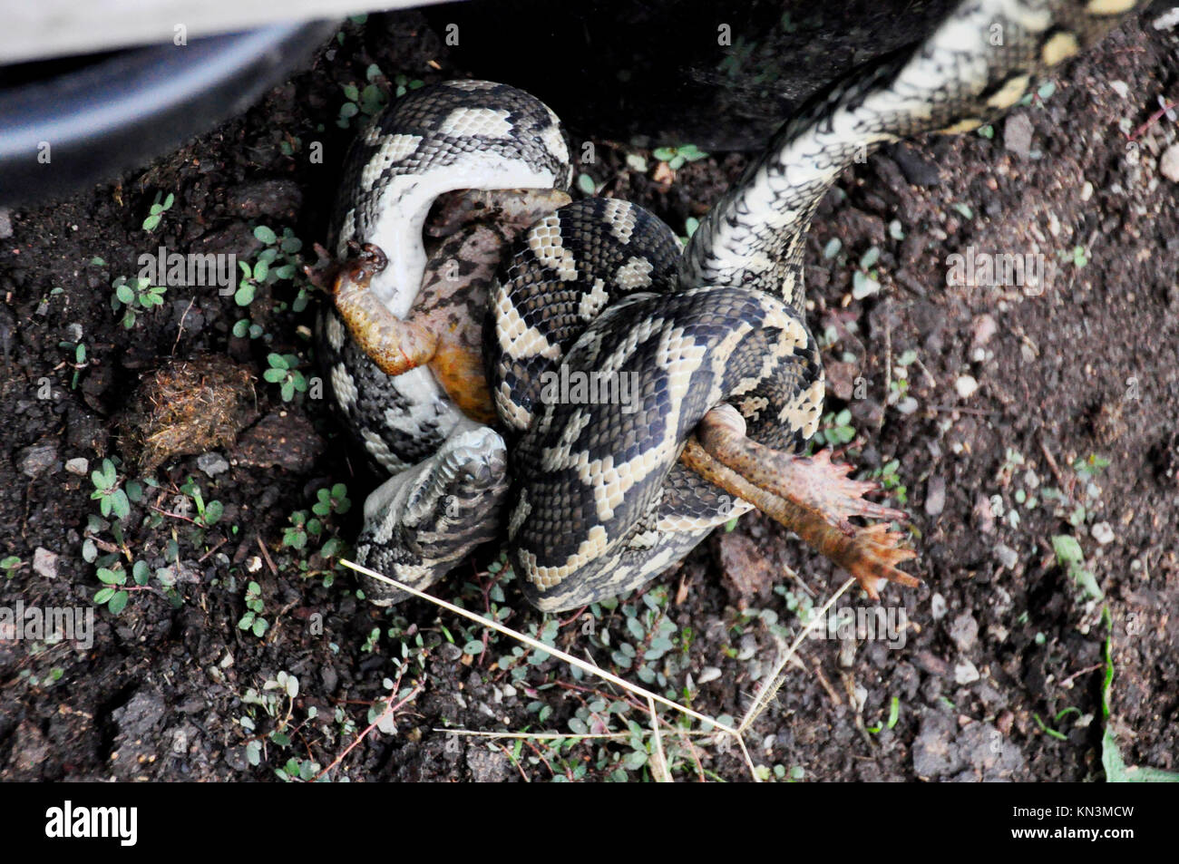 Snake and cane toad fight hi-res stock photography and images - Alamy