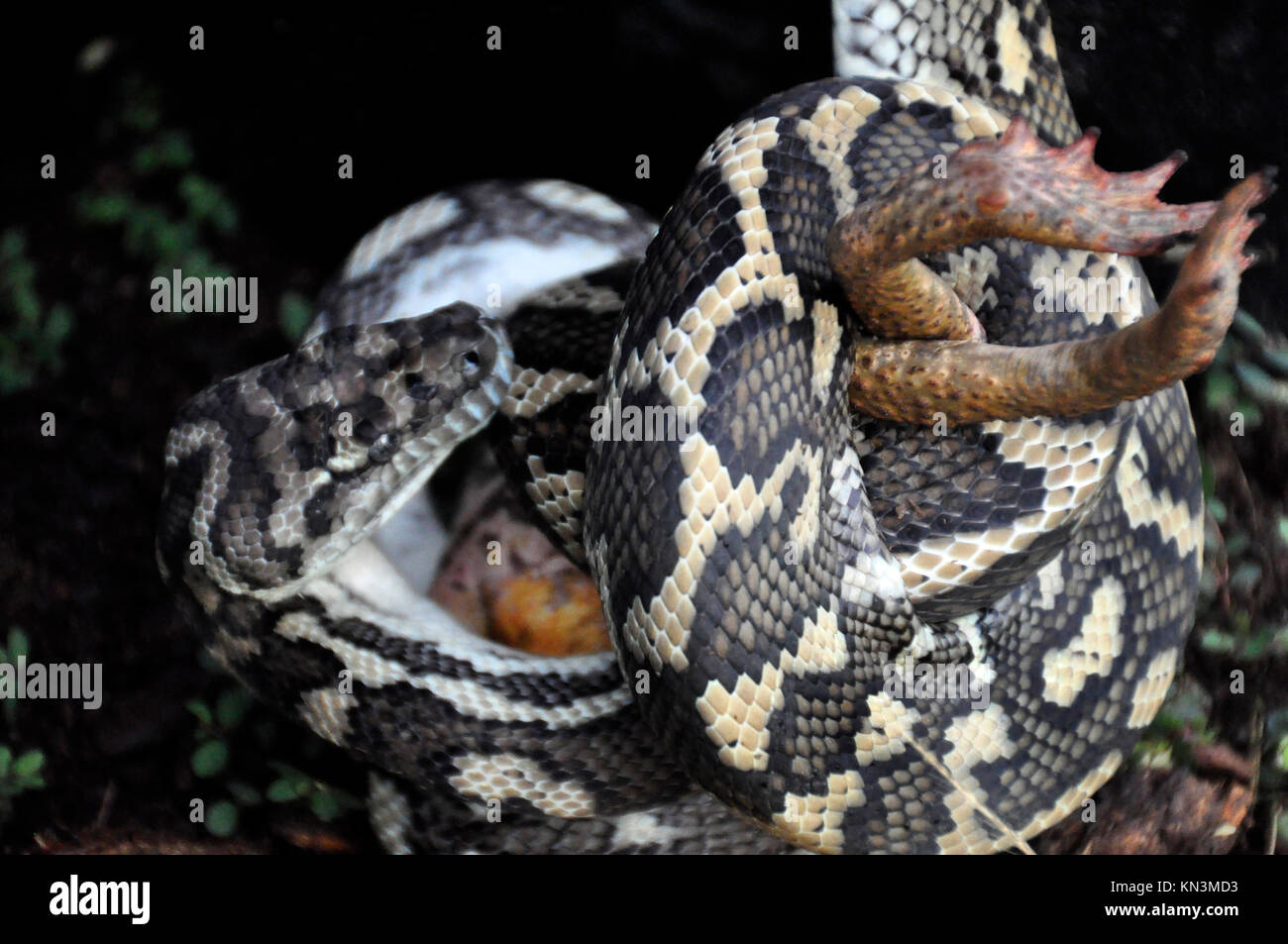 Carpet python and cane toad hi-res stock photography and images - Alamy