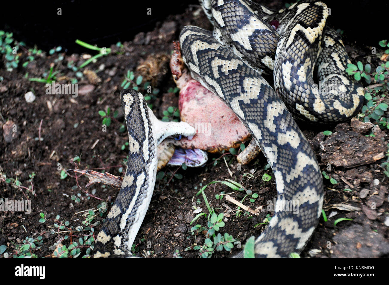 Australian carpet python morelia spilota killing canetoad bufo marinus ...