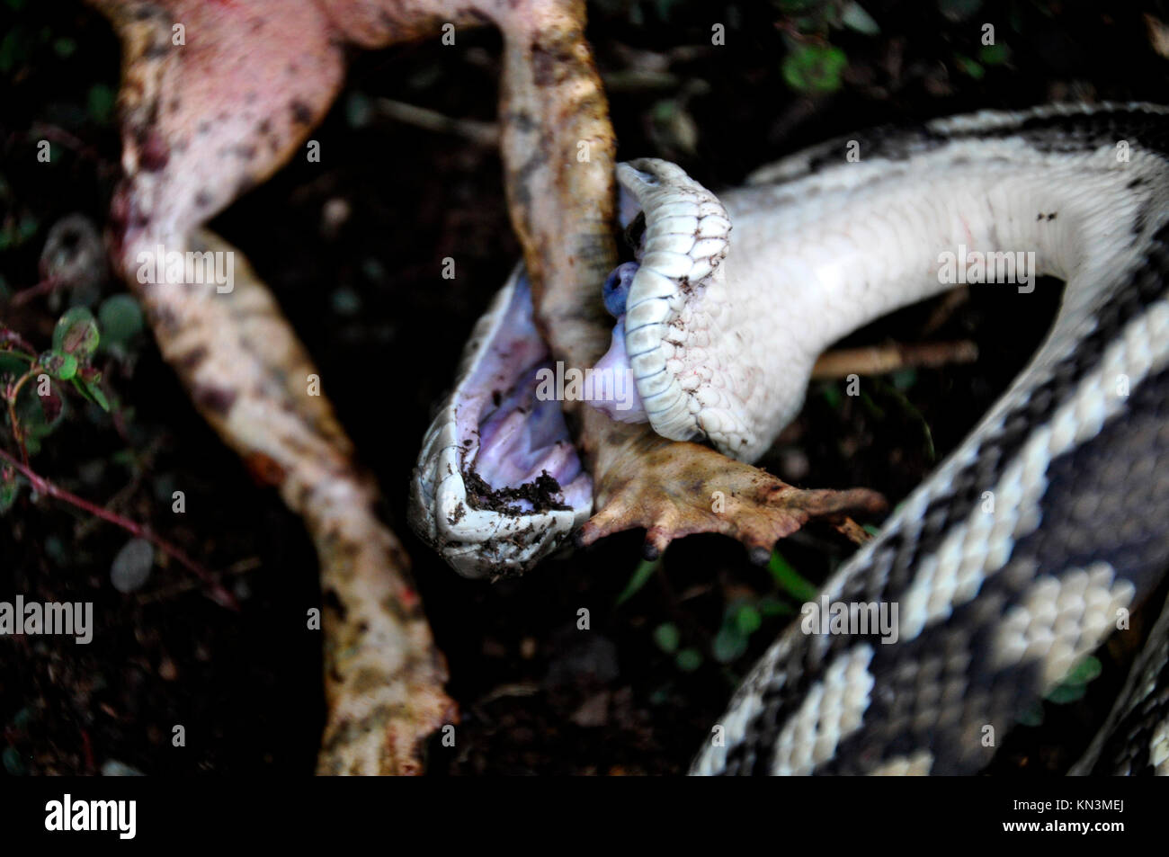 Australian carpet python morelia spilota killing canetoad bufo marinus ...