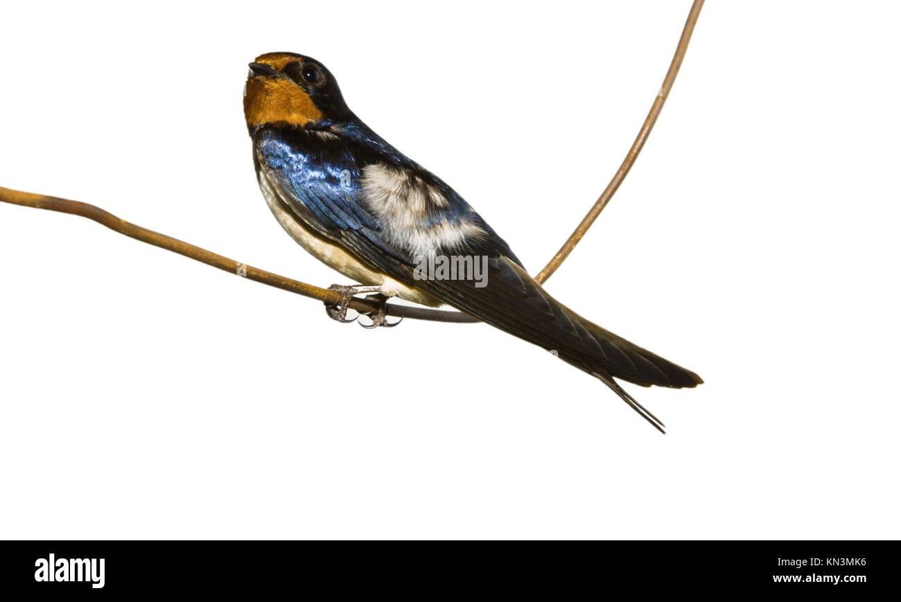 Whitewashed Barn High Resolution Stock Photography and Images - Alamy