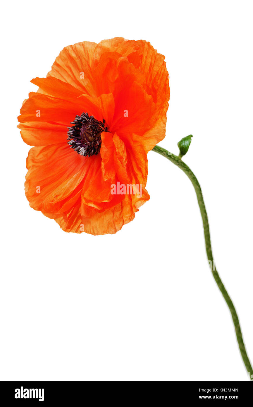 Poppy flowers hi-res stock photography and images - Alamy