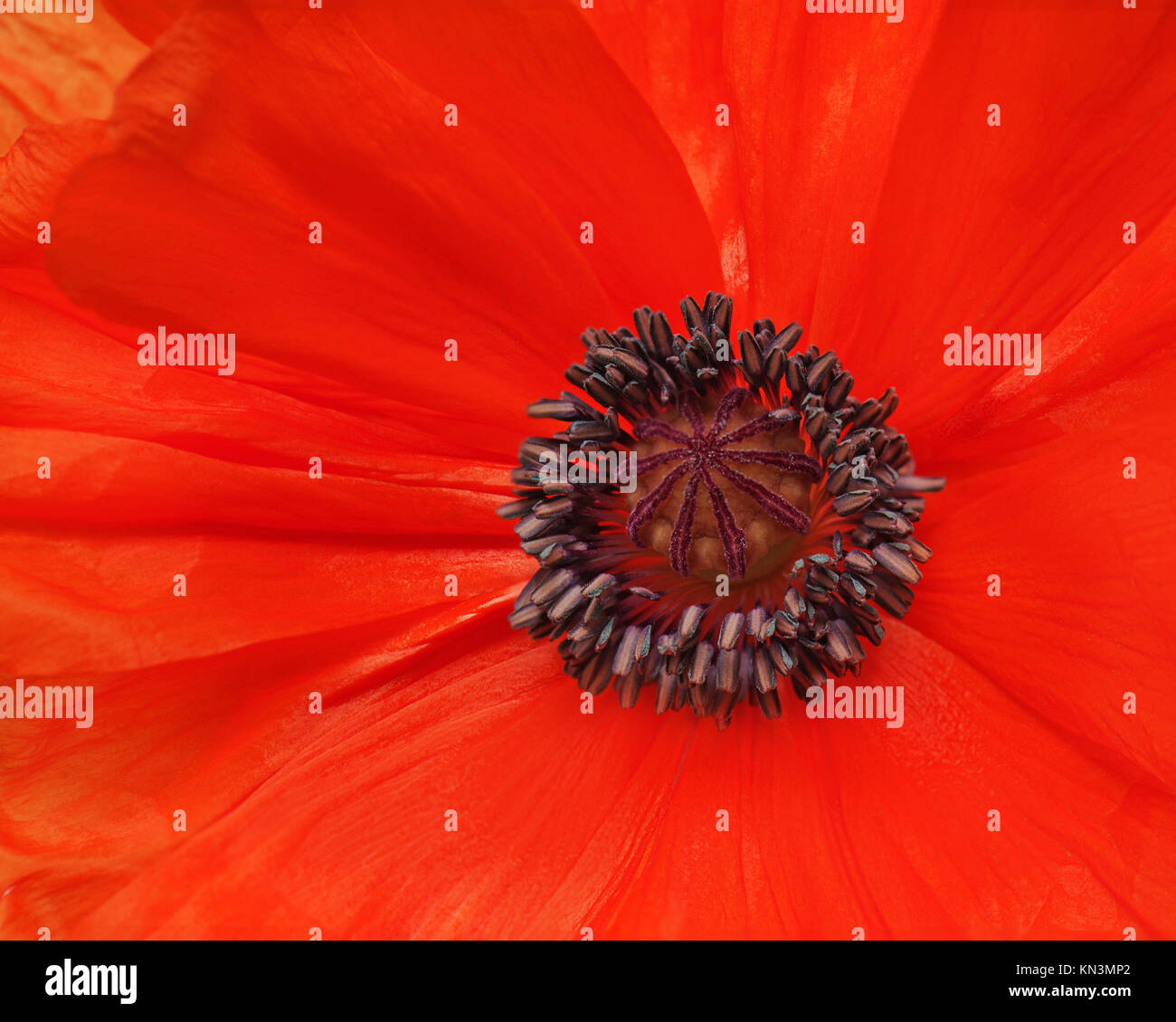 Macro shot of single red poppy. Closeup Stock Photo - Alamy