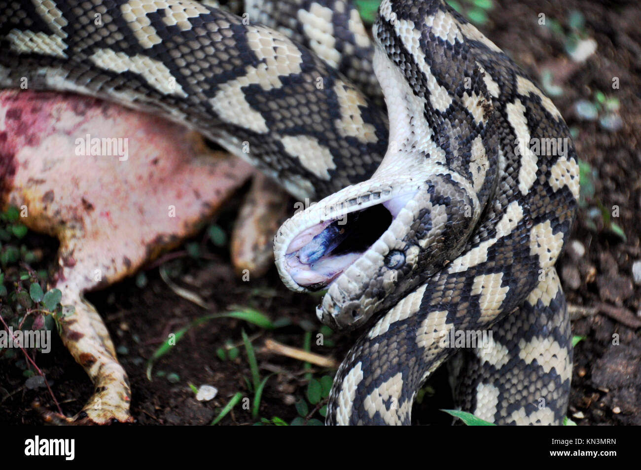 Carpet python and cane toad hi-res stock photography and images - Alamy