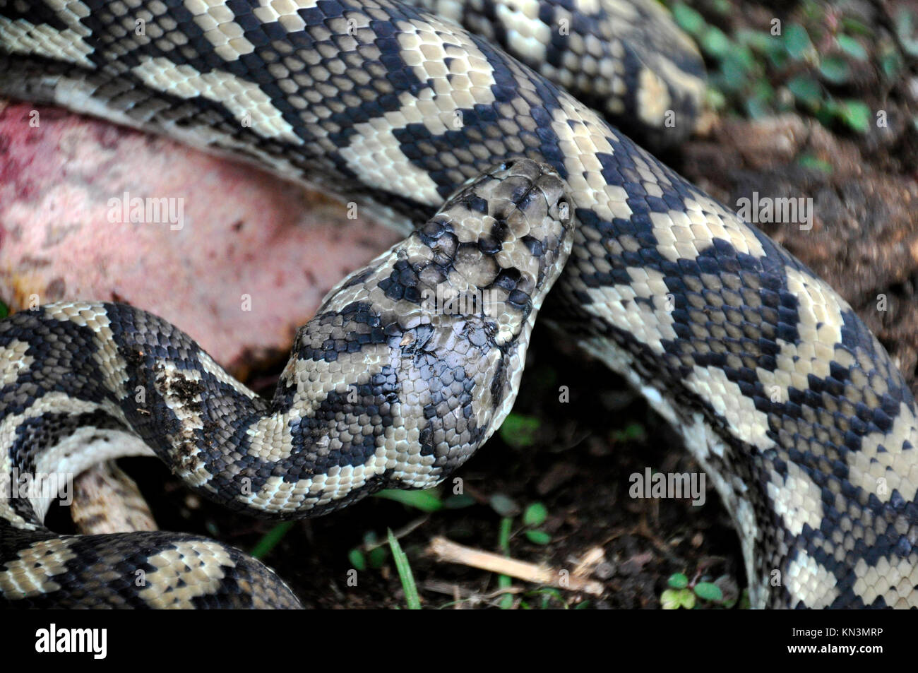 Cane toad snake hi-res stock photography and images - Alamy