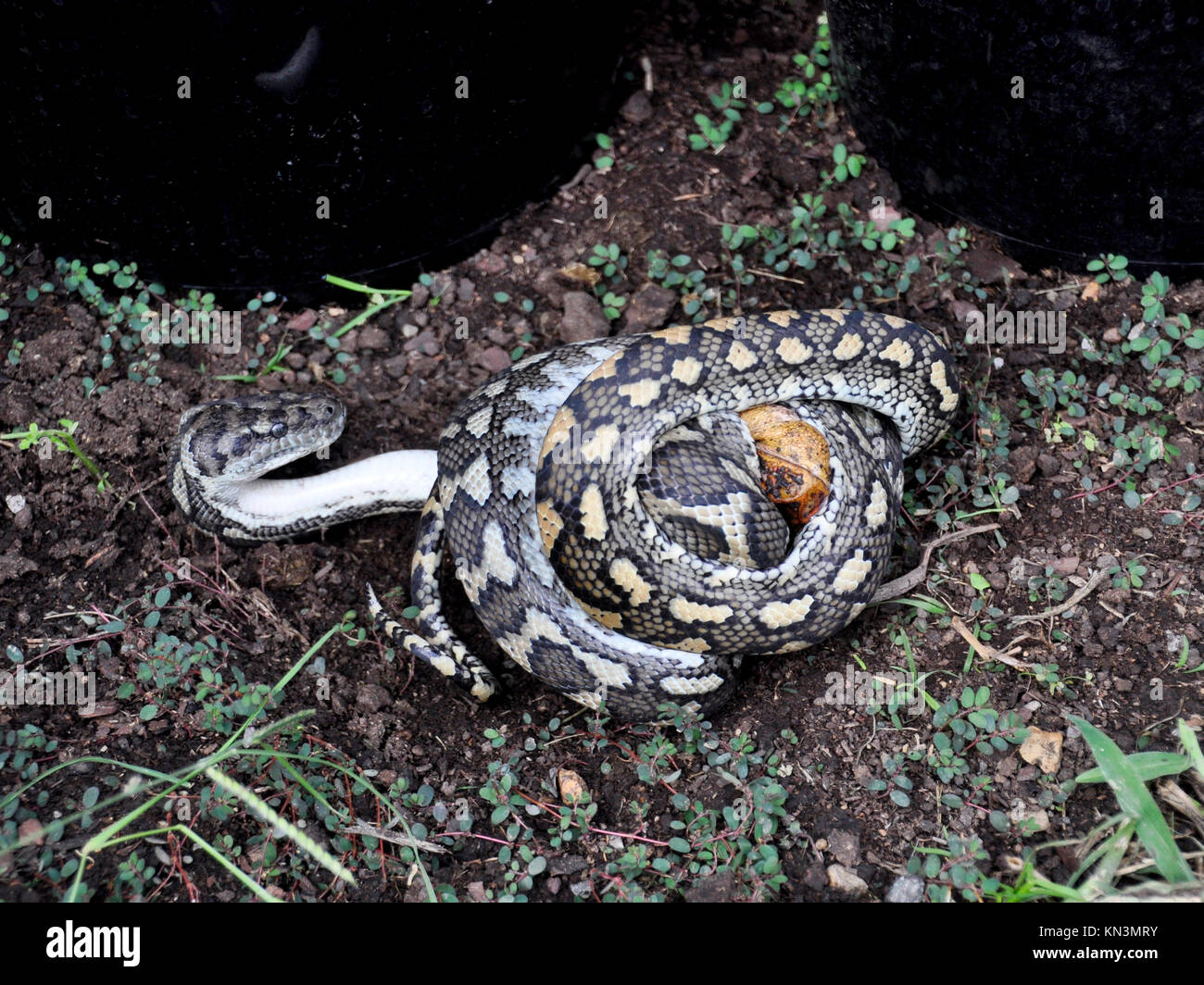 Carpet python and cane toad hi-res stock photography and images - Alamy