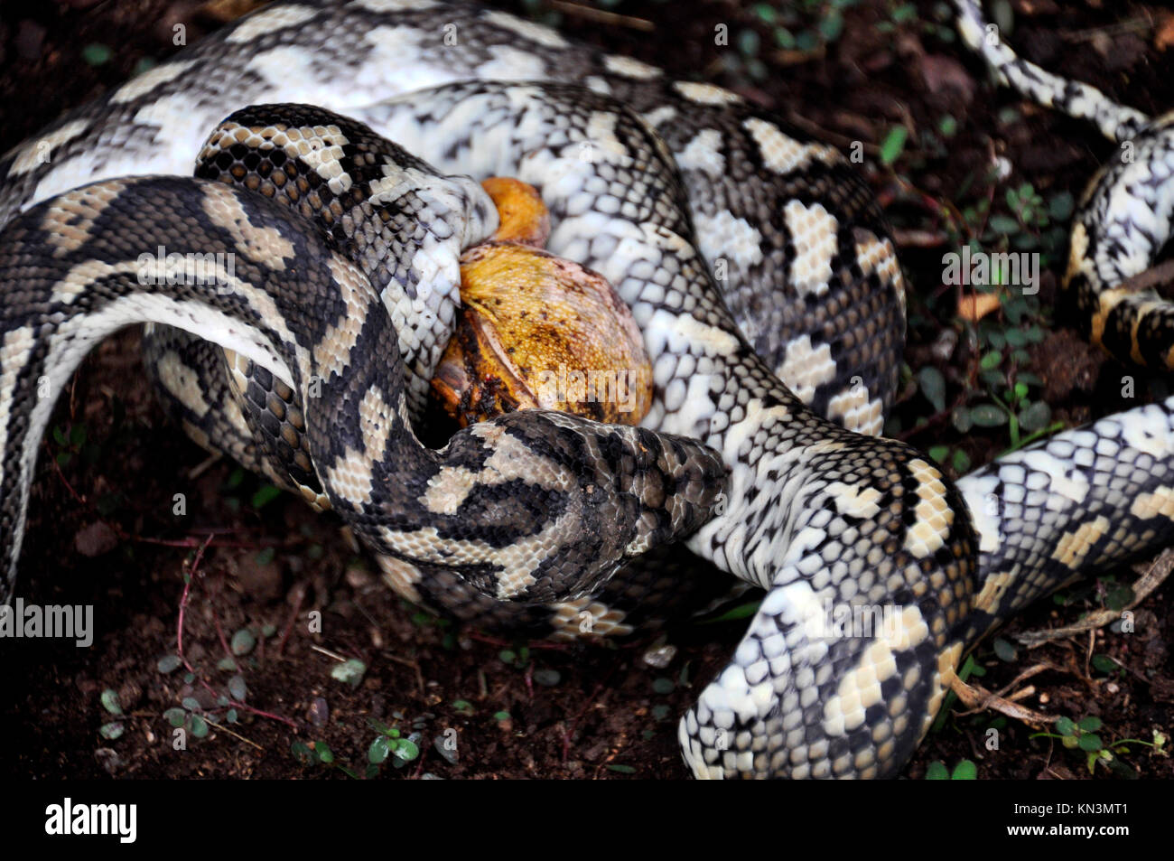 Snake squeezes cane toad hi-res stock photography and images - Alamy