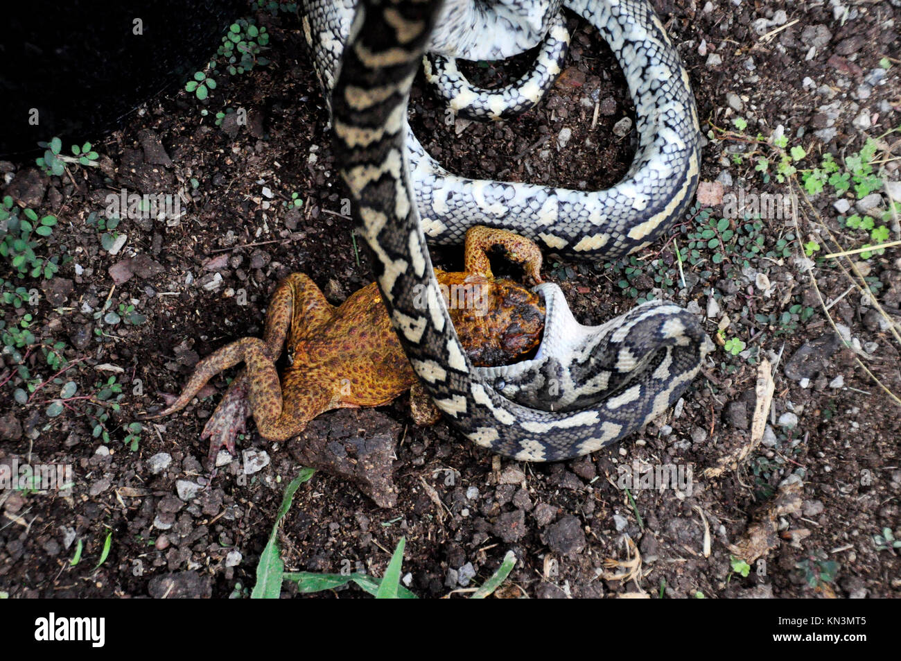Australian carpet python morelia spilota killing canetoad bufo marinus ...