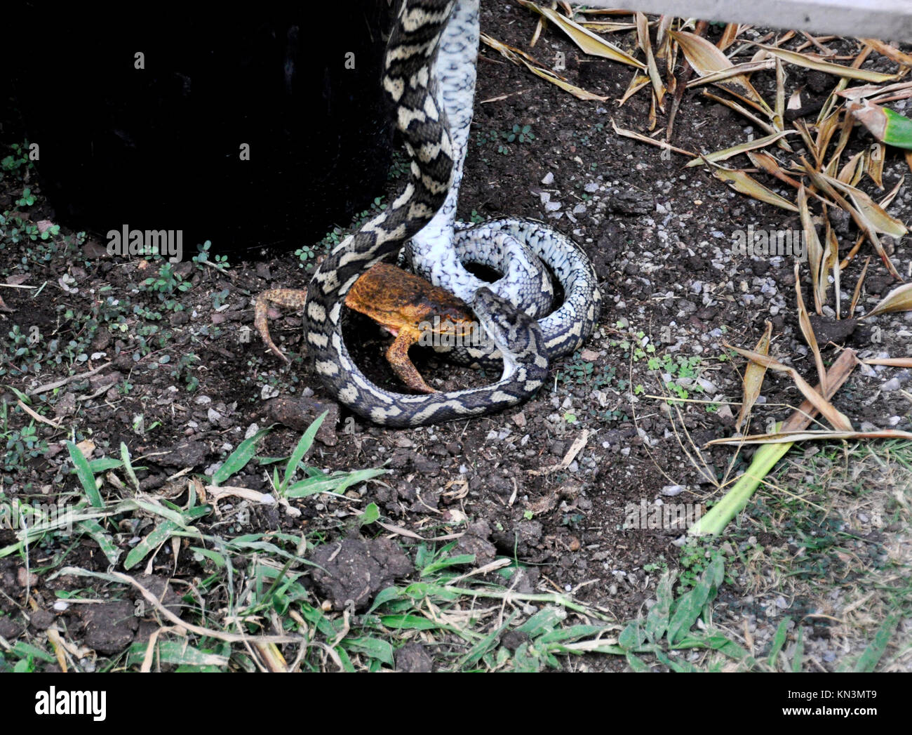 Carpet python and cane toad hi-res stock photography and images - Alamy