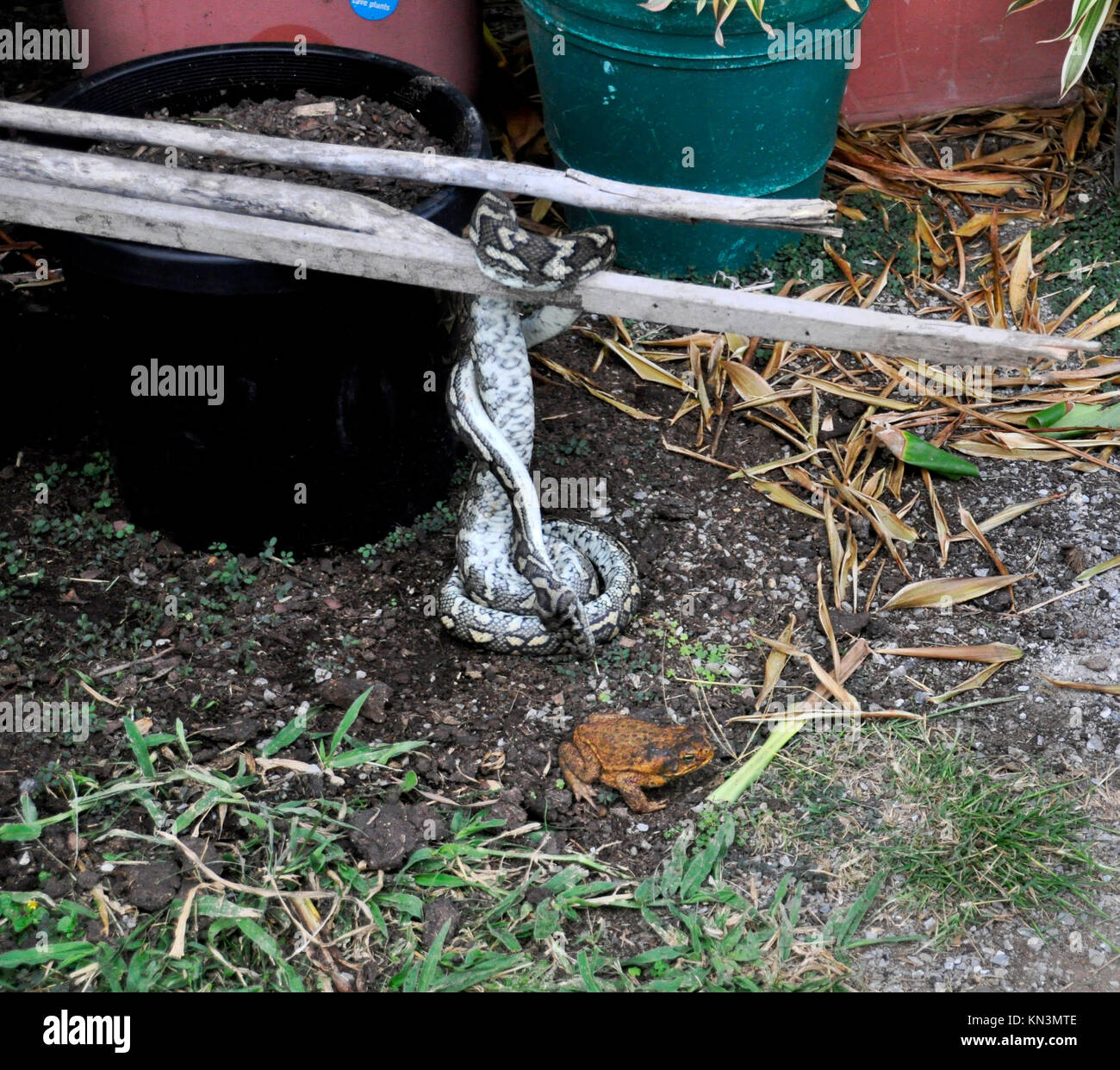 Australian carpet python morelia spilota killing canetoad bufo marinus ...