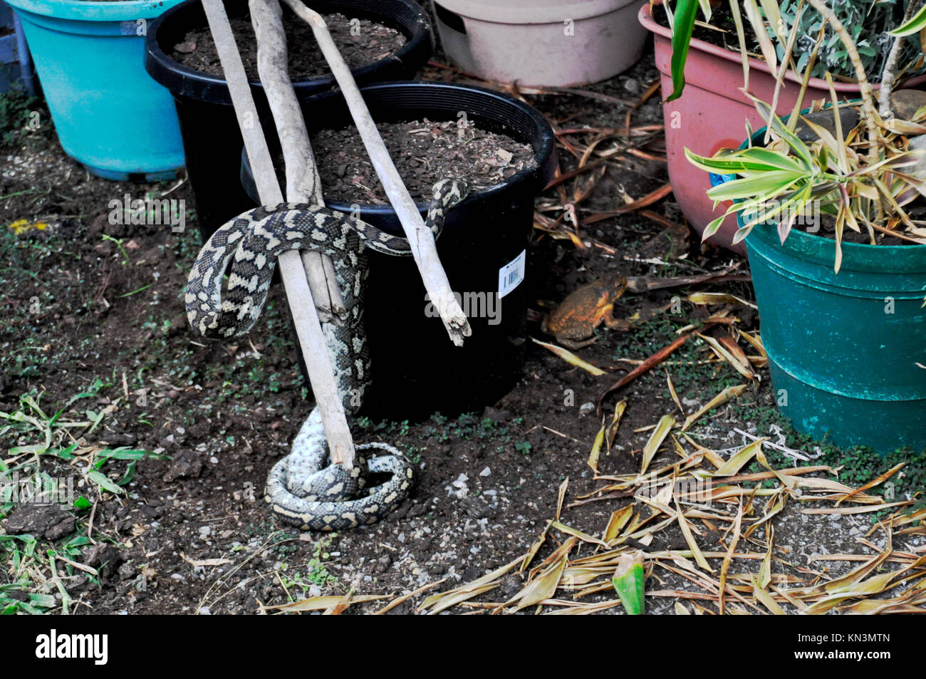 Cane toad snake hi-res stock photography and images - Alamy