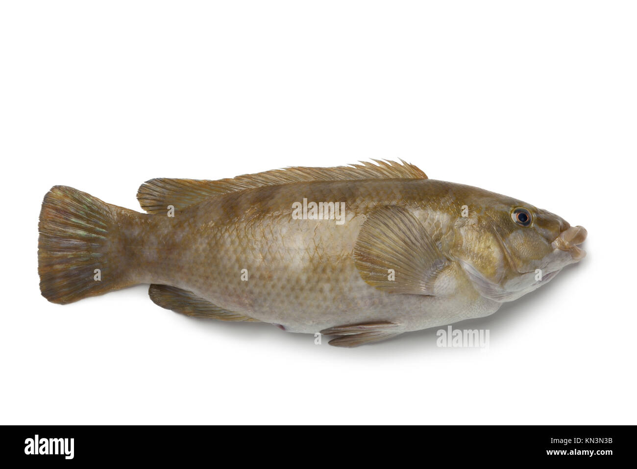 Labridae fish Cut Out Stock Images & Pictures - Alamy
