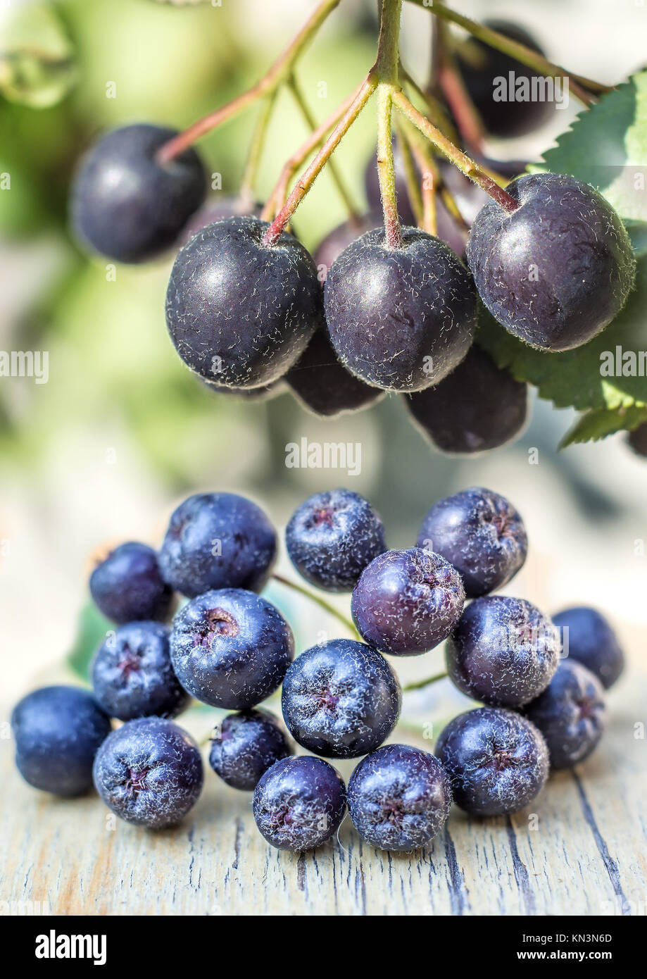 Choke berry melanocarpa hi-res stock photography and images - Alamy