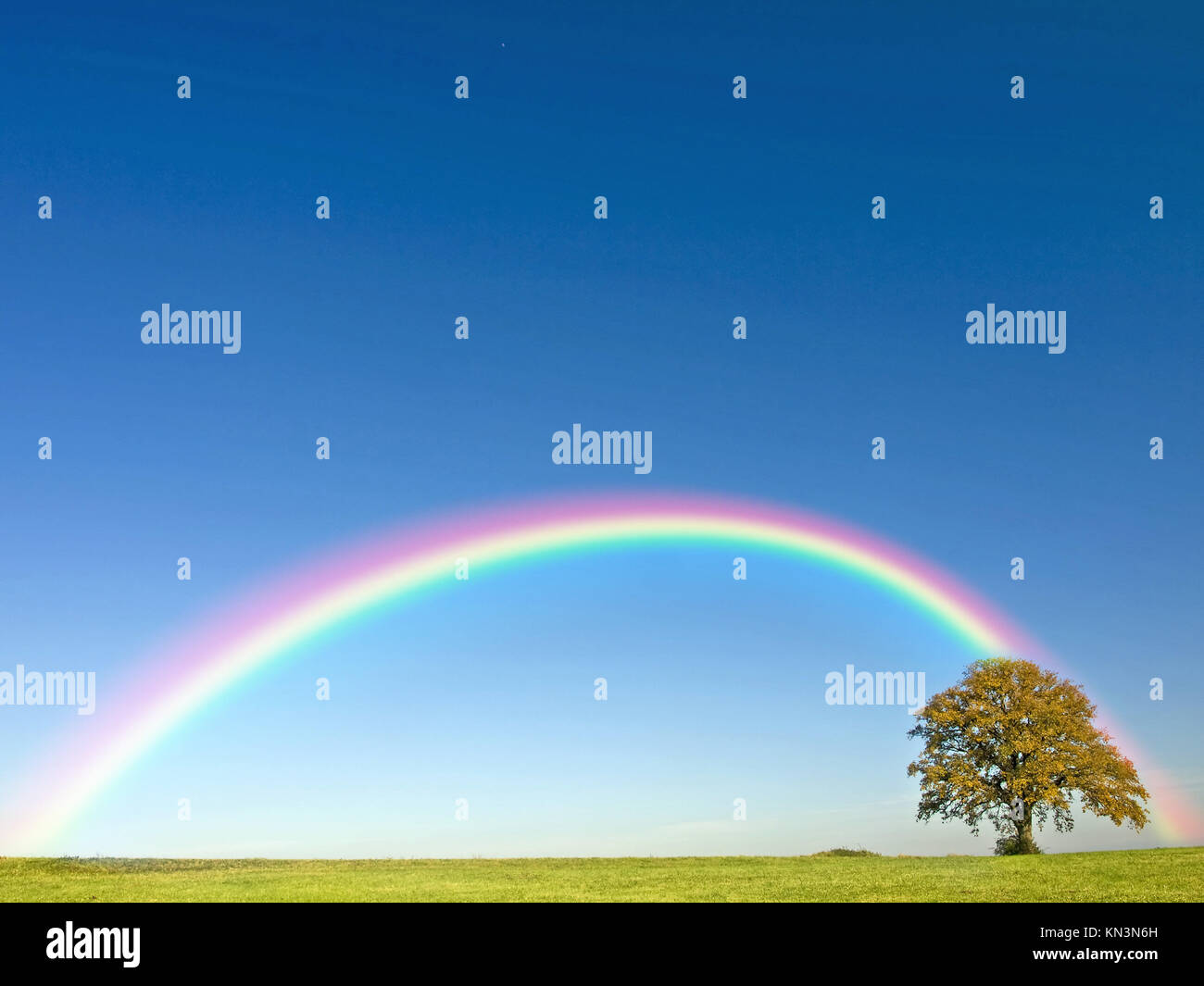 Rainbow plant hi-res stock photography and images - Alamy