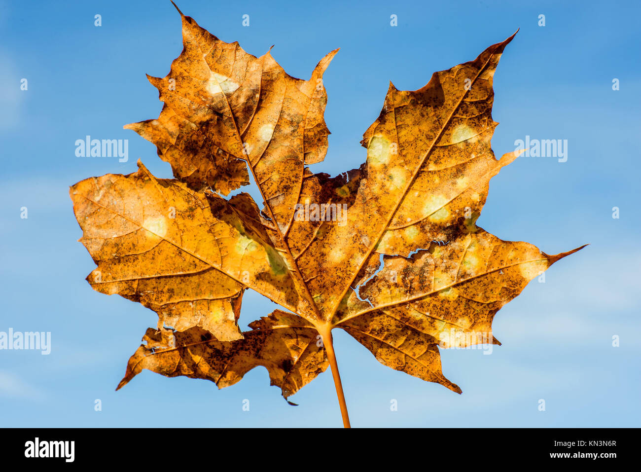 Old leaf hi-res stock photography and images - Alamy